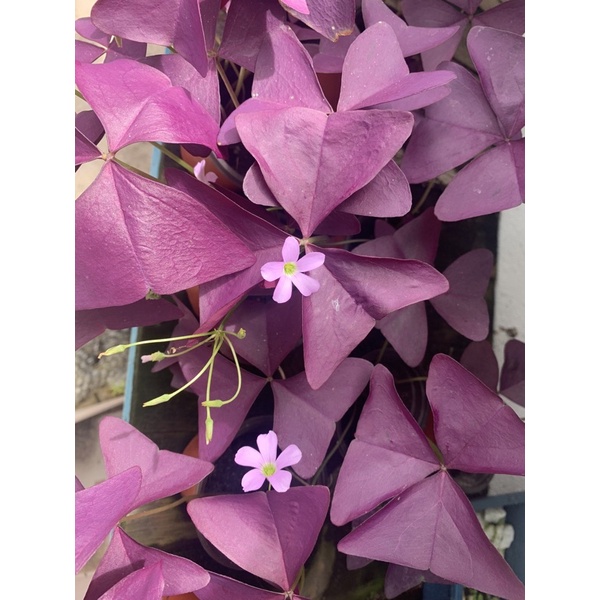 Oxalis Triangularis Bushes Pokok Bunga Rama-Rama Pokok Hidup Living ...