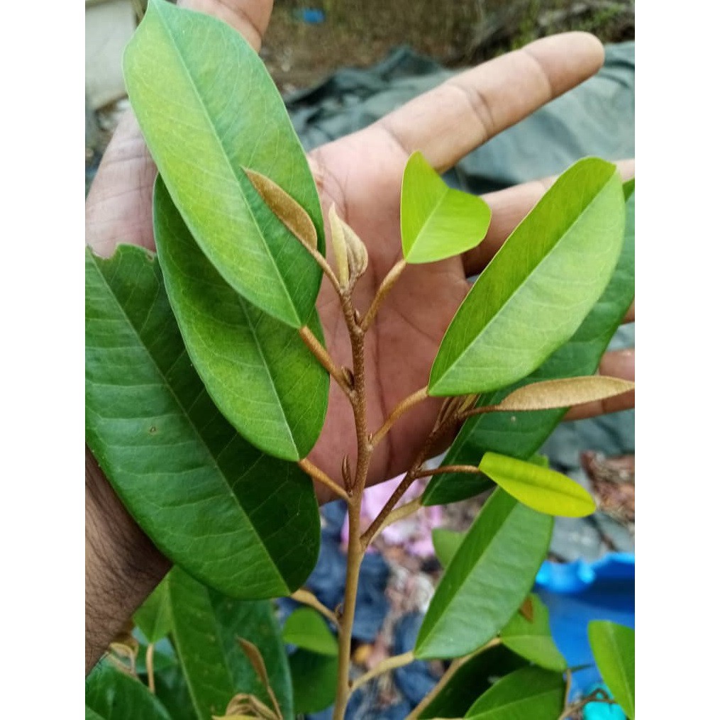 Garden 🔥Ready Stock🔥 Outdoor ♦💥10kg. Baja Dolomite 'A Grade'/ Kapur ...