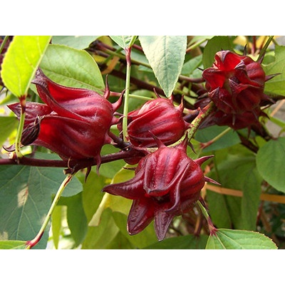 Roselle real live indoor plant 洛神花 anak pokok hidup rozel | Shopee Malaysia
