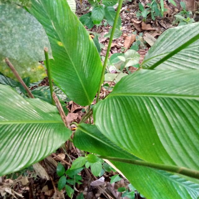 Anak Pokok Lerek dlm Polibag | Shopee Malaysia