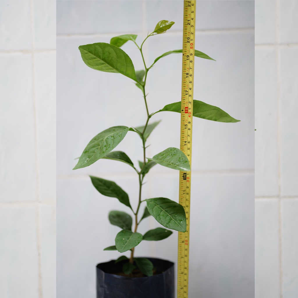 Vilvam Indian Bael / Vilvam / Aegle marmelos / Bilva Live Plant/Vilam ...