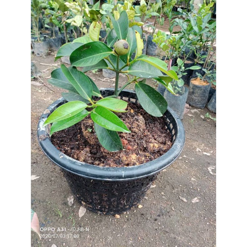 pokok mangis master hybrid rendah | Shopee Malaysia
