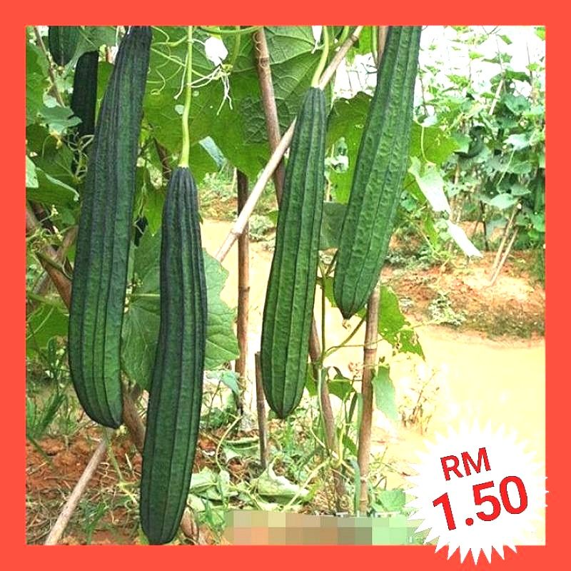 Benih Petola Segi（10+/-）/ Petola Seeds / 菱角丝瓜种子 / Vegetable Seeds ...