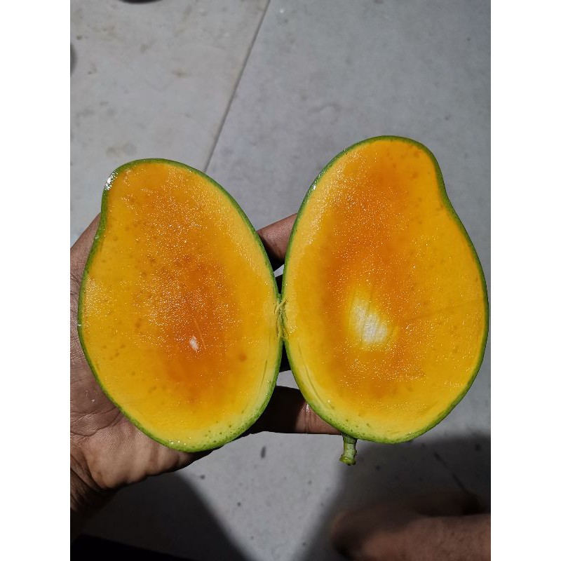 Harumanis Original Perlis 2021 | Shopee Malaysia