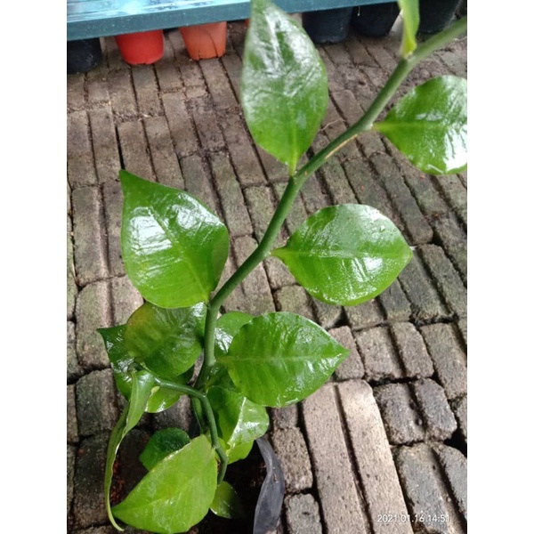 Pokok lelipan Daun Hijau Full Rare ( Getahnya boleh digunakan untuk ...
