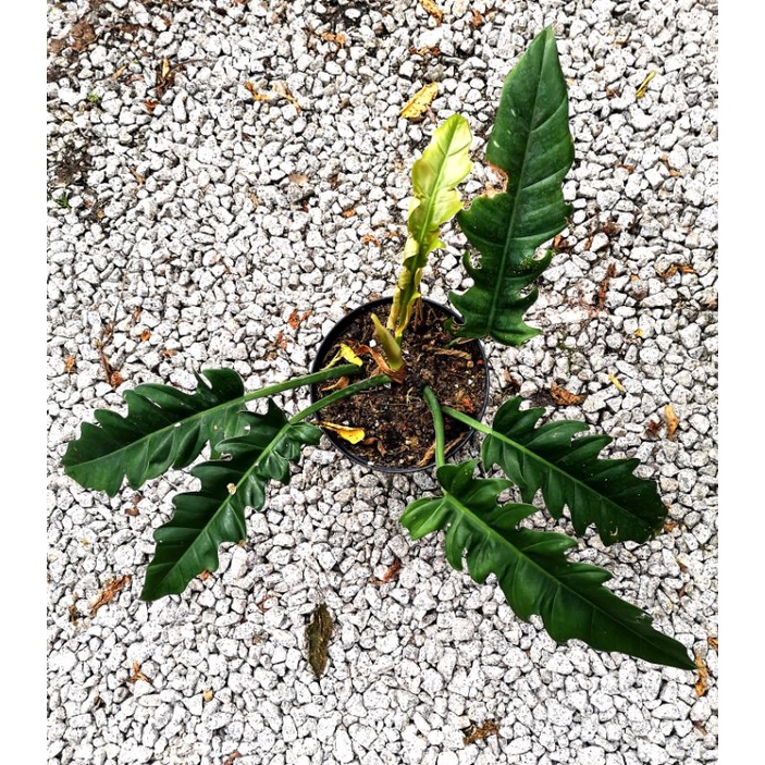 POKOK INDUK MOTHER PLANT KEMOYANG HIJAU RED STEM HITAM EMERALD GREEN ...