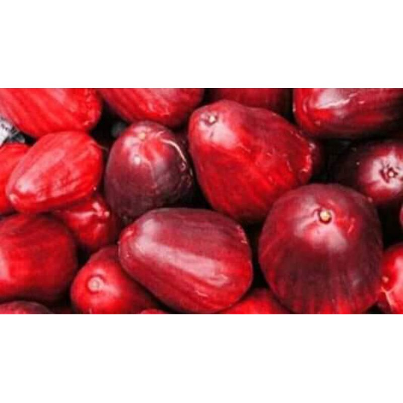 Pokok Jambu Bol /Jambu Keling /Jambu Kayu | Shopee Malaysia