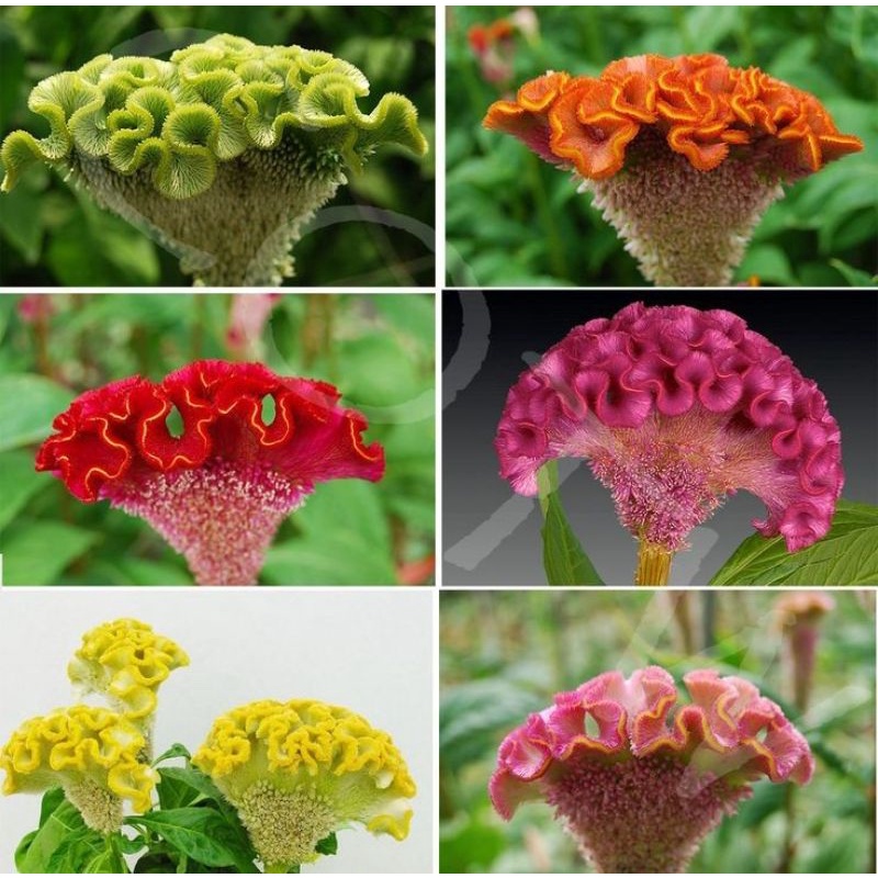 【Ready Stock】20 seeds Mixed Dwarf Rose cockscomb Celosia Cristata ...