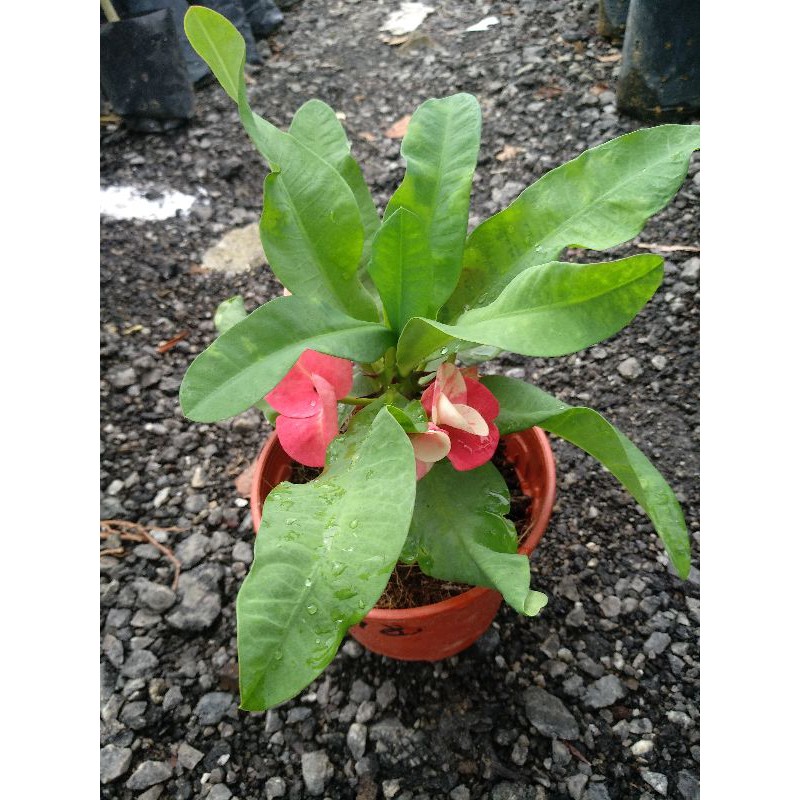 Pokok Bunga Baiduri/Pokok Hiasan | Shopee Malaysia