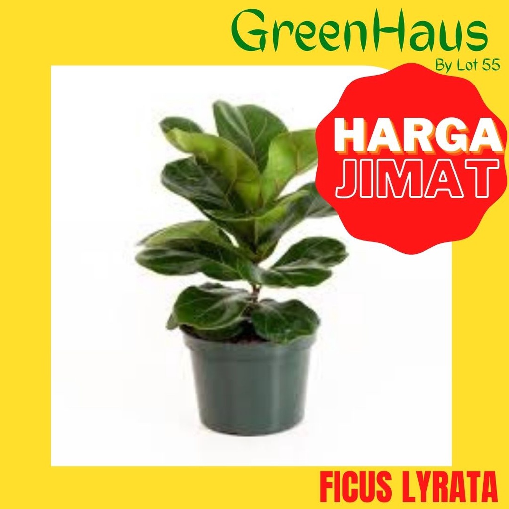 Greenhaus Pokok Fig (Fiddle Leaf Fig) 🟢 Indoor / Outdoor Plant 🟢 ...