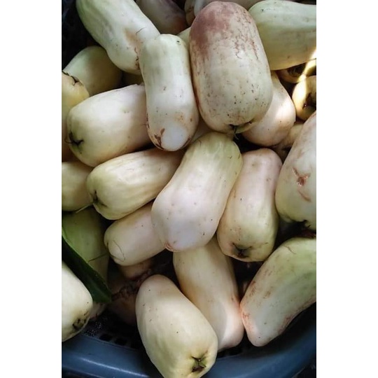 Anak Pokok Jambu Susu atau Jambu Botol atau Jambu Gelas | Shopee Malaysia