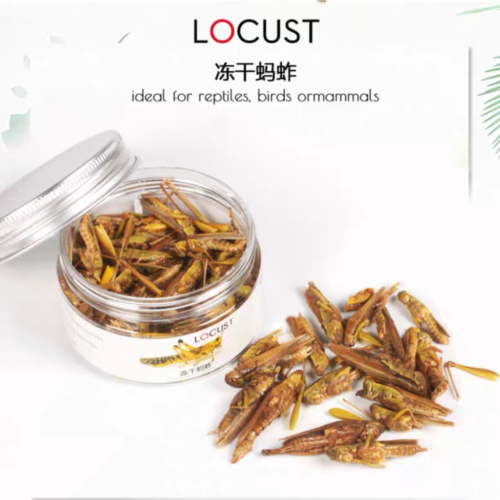 [PetlyMall] Dried Feeder Mealworm Locust Cricket Silkworm Pupa Protein ...