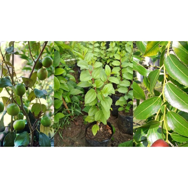 Bidara Duri / Anak pokok bidara duri by MGL | Shopee Malaysia
