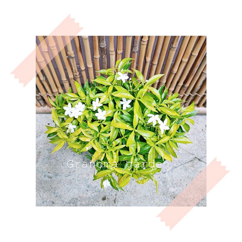 (GG real plant) tabernaemontana divaricata ^ bunga susun kelapa wangi ...