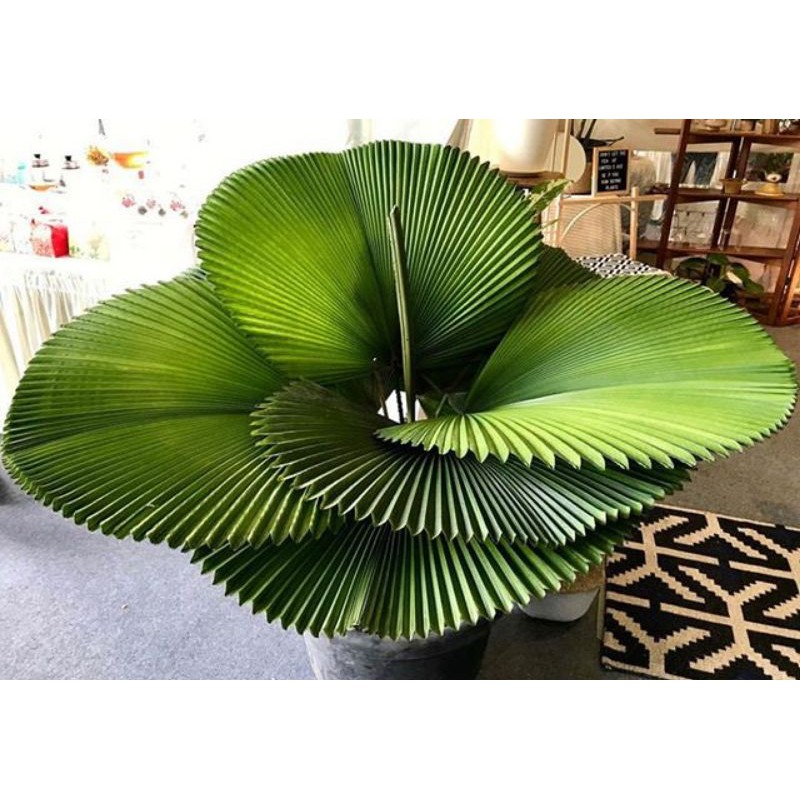 TKP, Licuala Orbicularis , Rare Plant , Evergreen Palm ,Indoor Plant ...