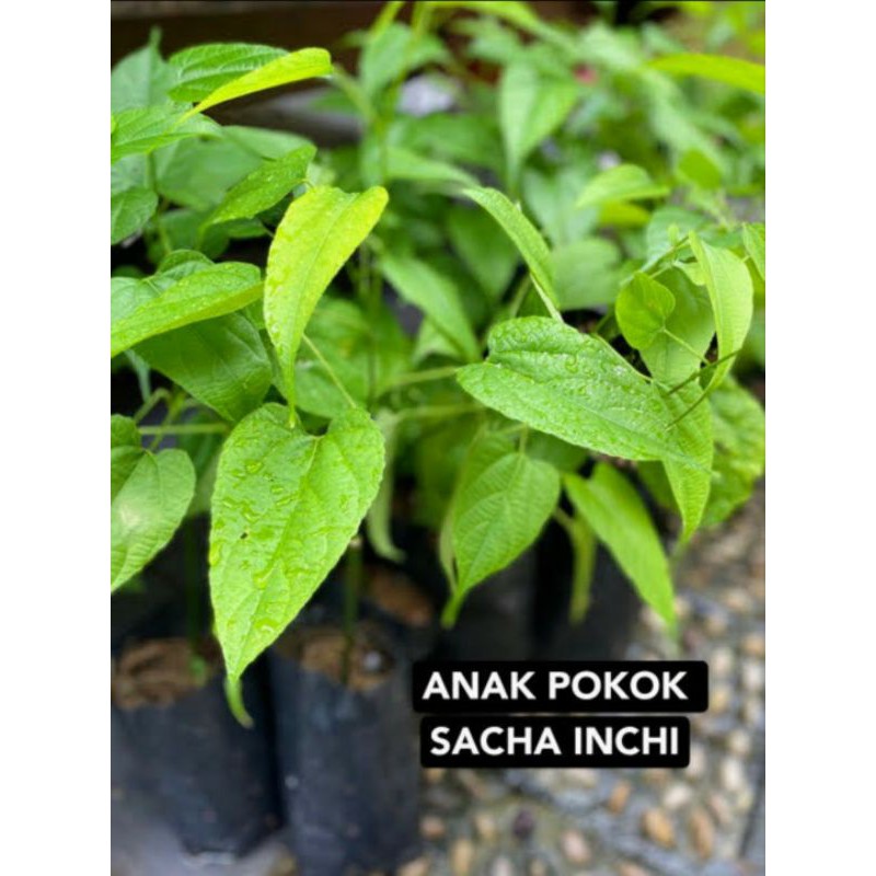 [🆕]🌸Sacha Inchi herbal tree / Anak pokok herba Sacha Inchi🌸 | Shopee ...