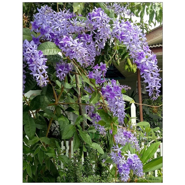 Pokok Bunga Sand Paper Vine Sand Paper Vine Tree Pokok dah tinggi ...