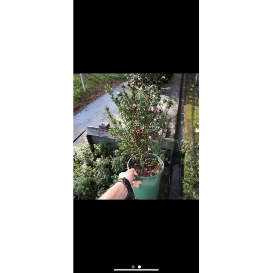 BG-BUNGA MANUKA -LEBAH DAN KELULUT | Shopee Malaysia