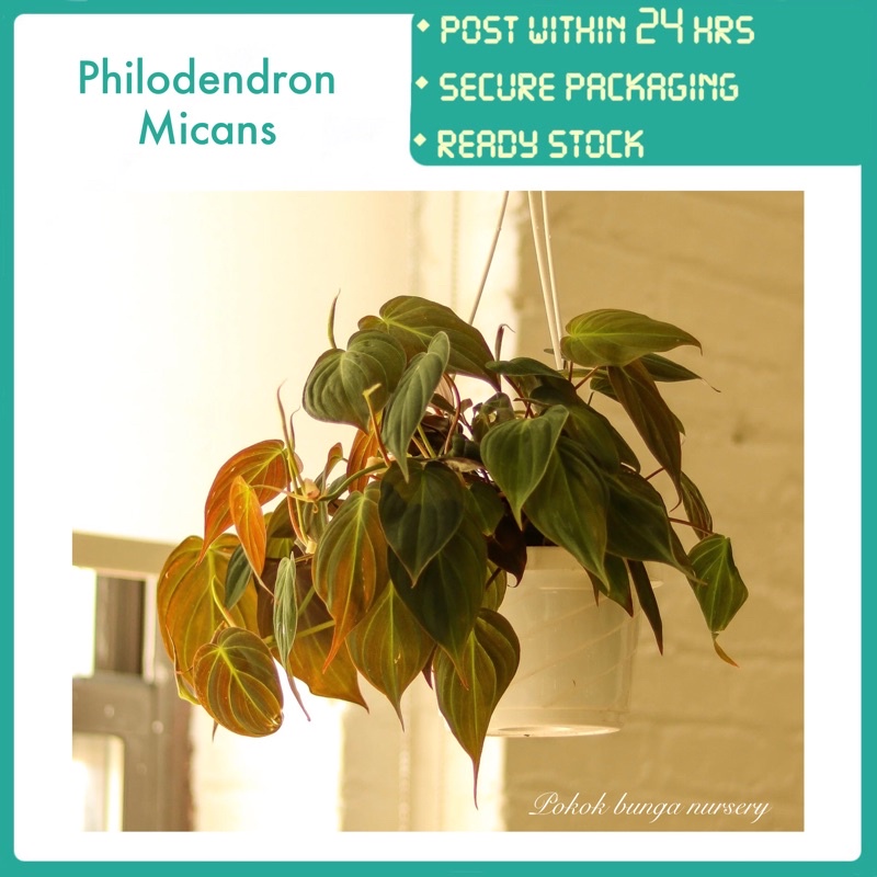 PBN - philodendron micans - pokok bunga nursery scandens red indoor ...