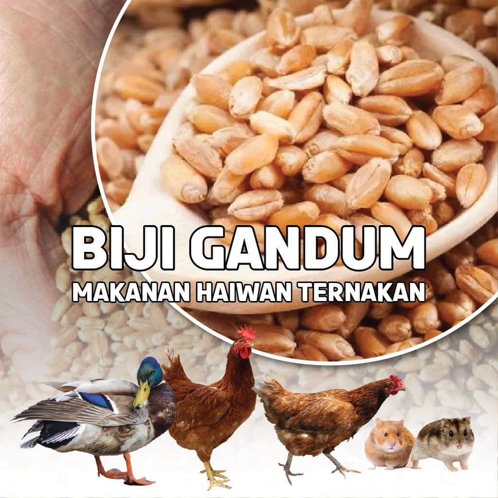 Wheat Grains / Biji Gandum 500g Makanan Haiwan | Shopee Malaysia