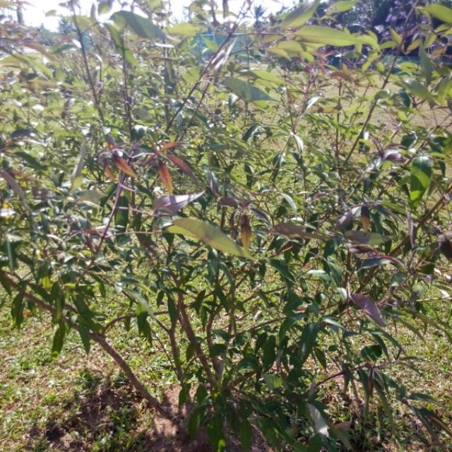 Lemuni Hitam (Vitex trifolia) - keratan batang (plant cuttings ...