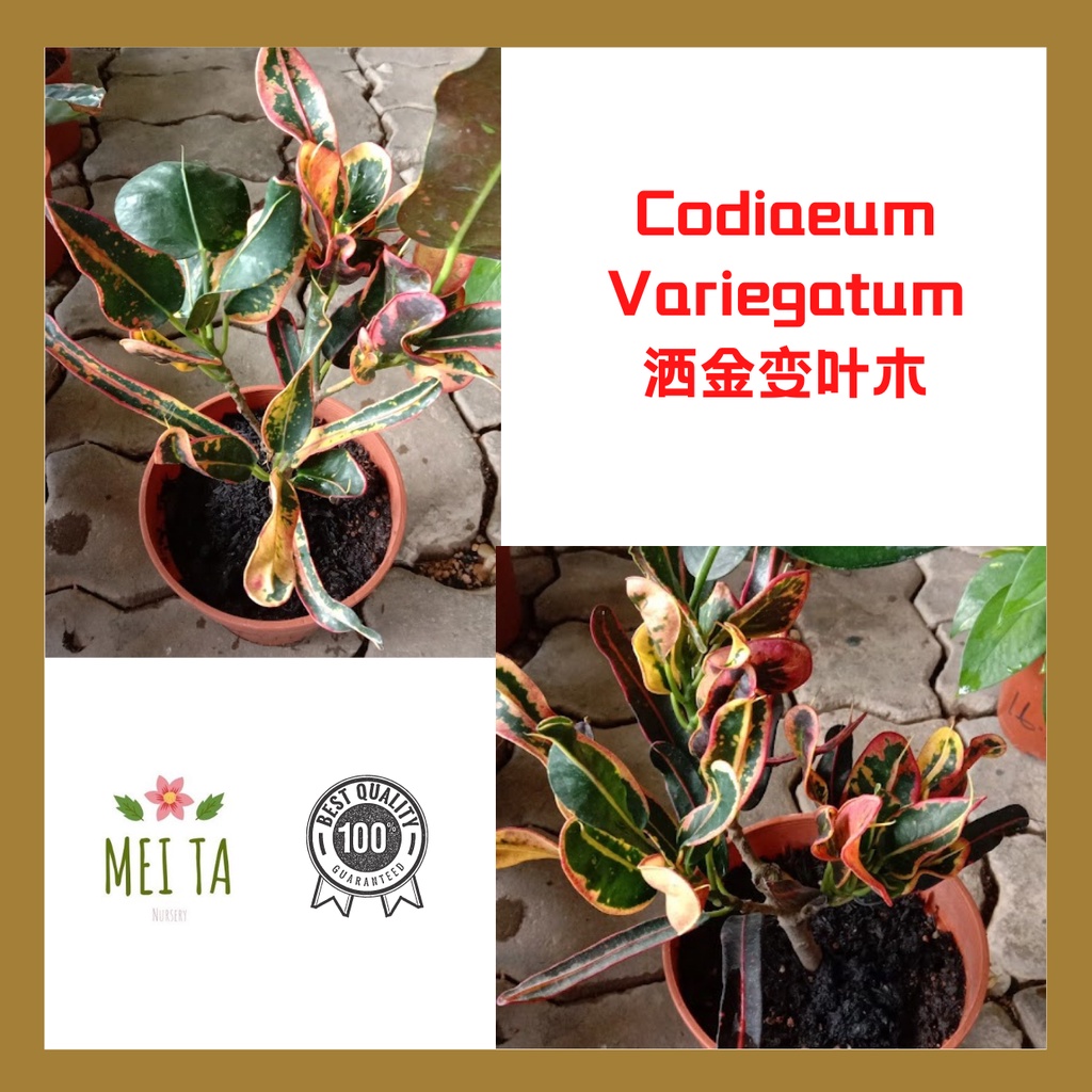 Codiaeum Variegatum 洒金变叶木 Puding Putus Kasih Plant Bunga Hidup tanaman ...