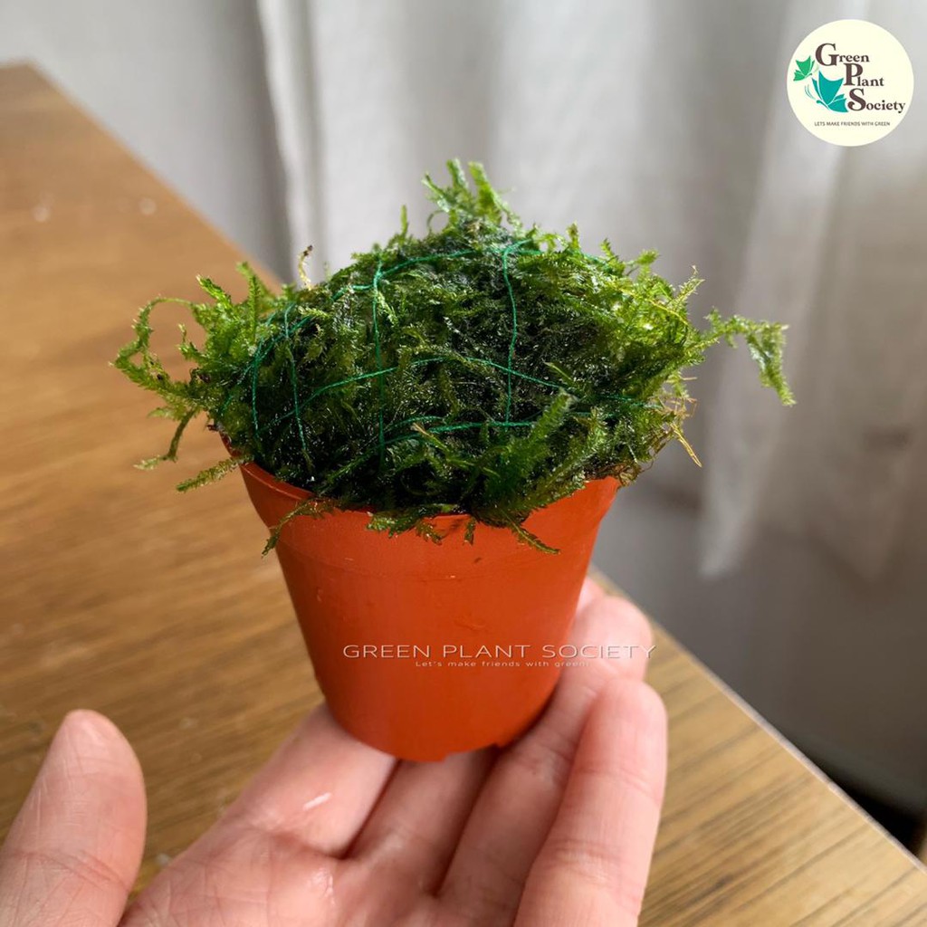 GPS Green Plant Society live aquatic plant Java Moss Carpet爪哇苔藓地毯 ...