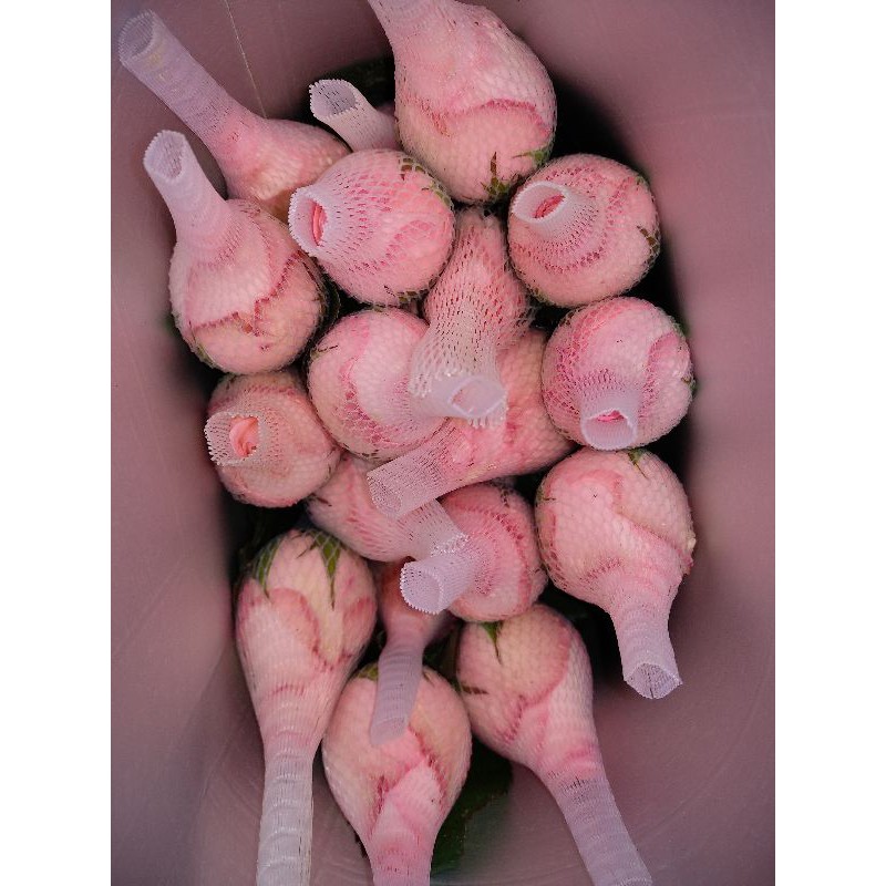 🌹Ready Stock 🌹 Roses 🌹20stalks🌹 Fresh Flower From Cameron Highlands 🌹🌹 ...