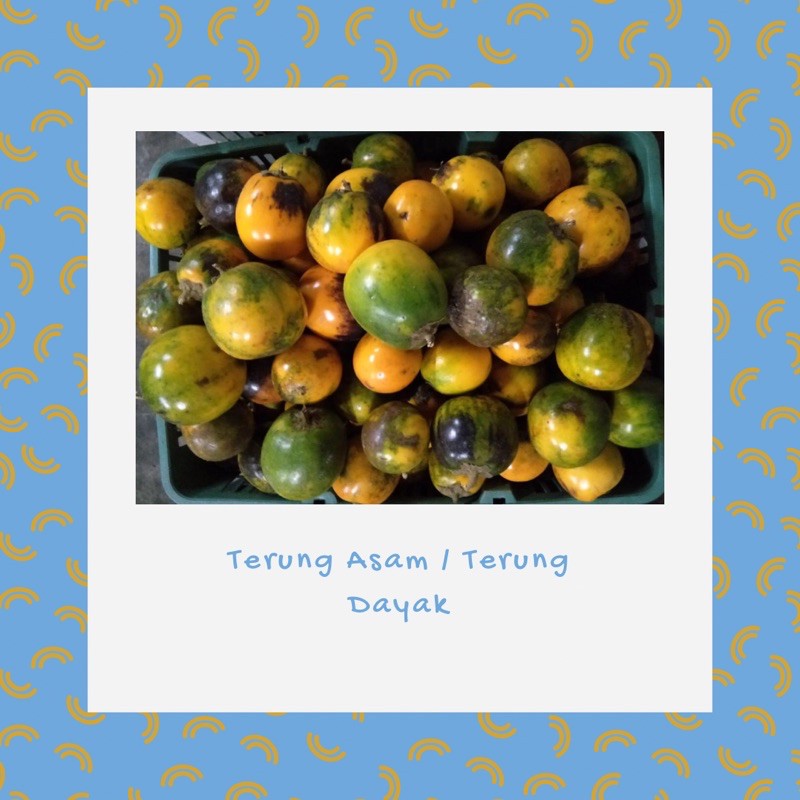 Terung Asam / Terung Dayak 500gm READY STOCK Klang Valley (3-4 pcs ...