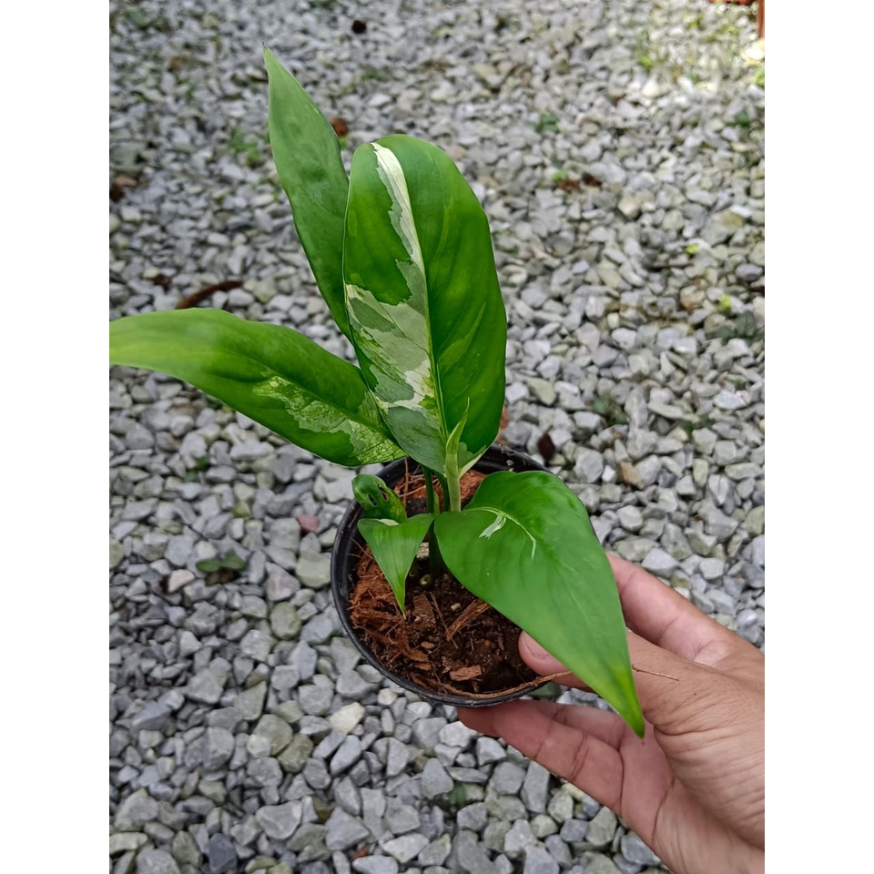 Indoor Plant - Variegated Peace Lily (Small) | Shopee Malaysia