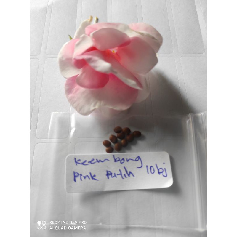 Biji benih Bunga keembong pink putih | Shopee Malaysia