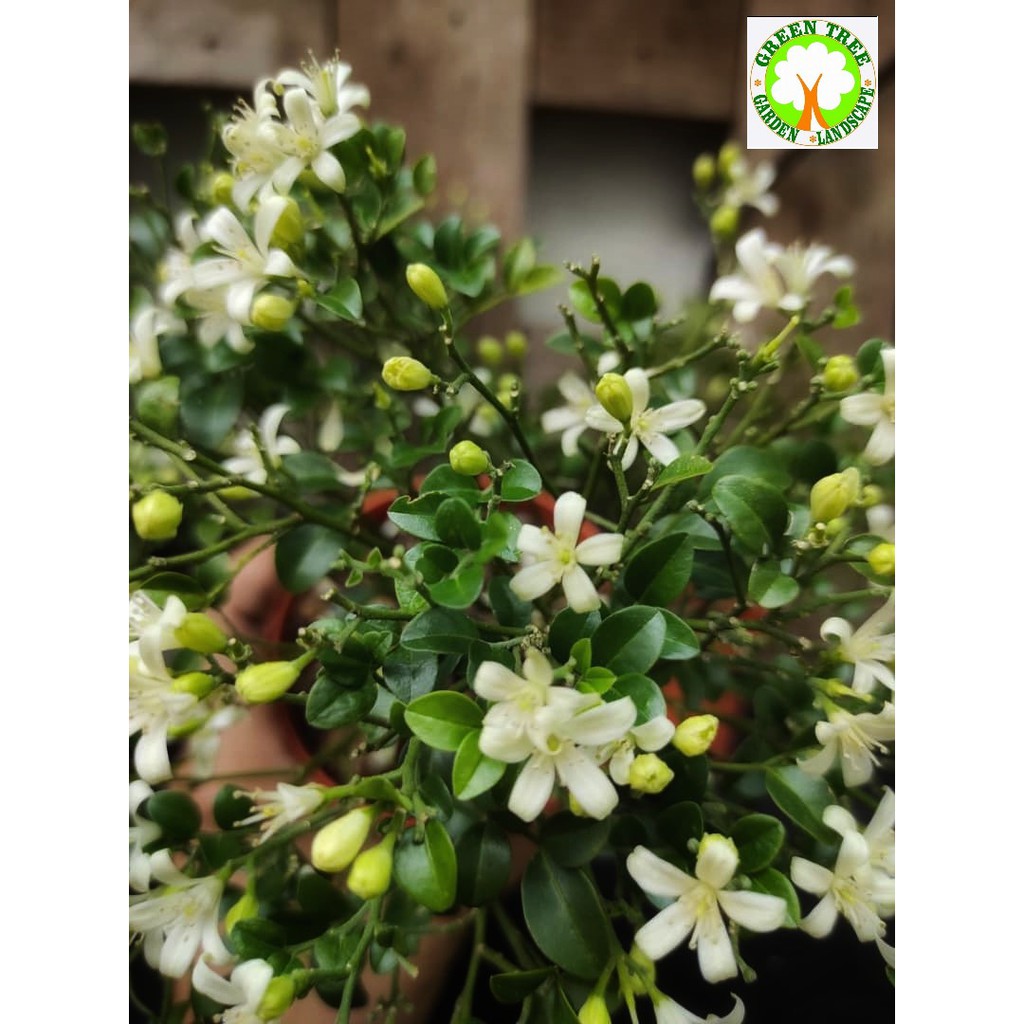 Bonsai - Pokok Sedap Malam (Medium )/Kemuning/Orange Jessamine (Murraya ...