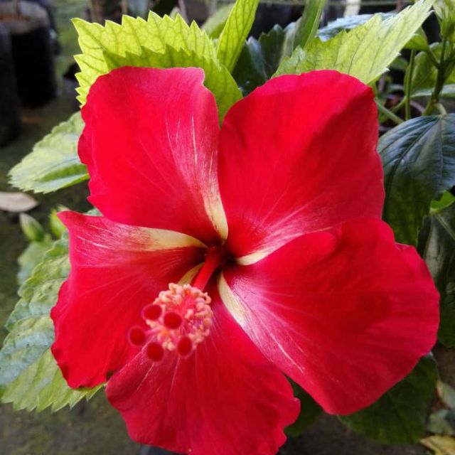 Bunga raya Thailand ( Merah) | Shopee Malaysia