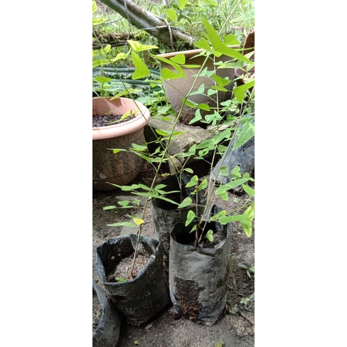 pokok rerama anak pokok | Shopee Malaysia