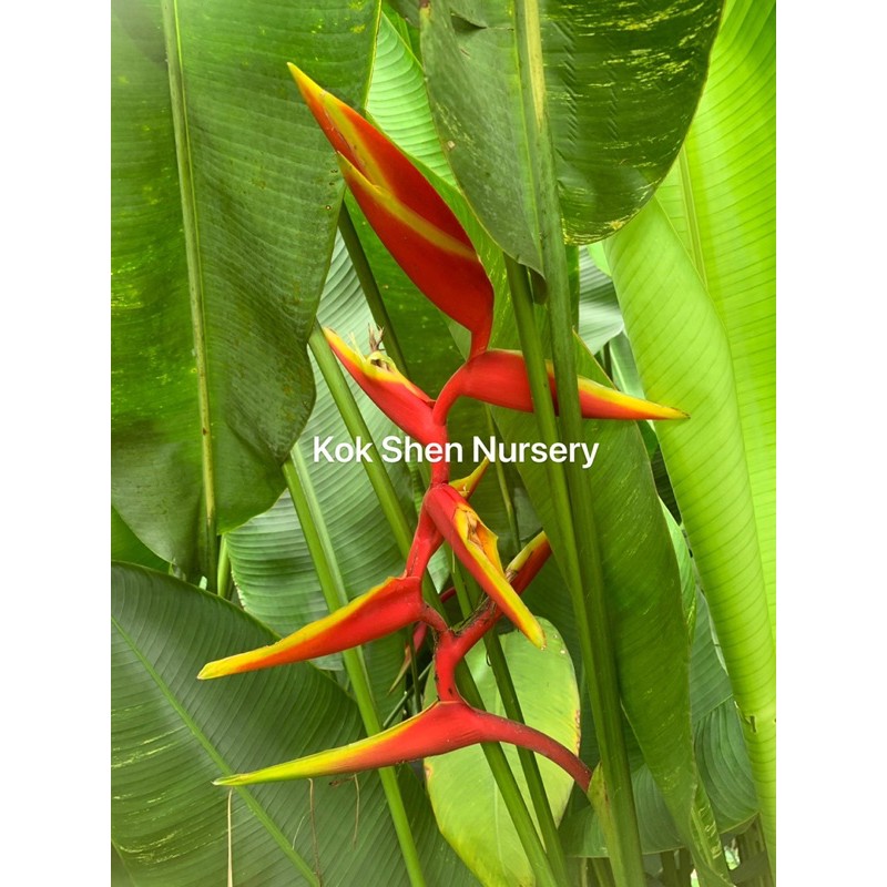 Heliconia Marginata（Jual Batang Benih ）Burung Merah Outdoor Plant Bunga ...