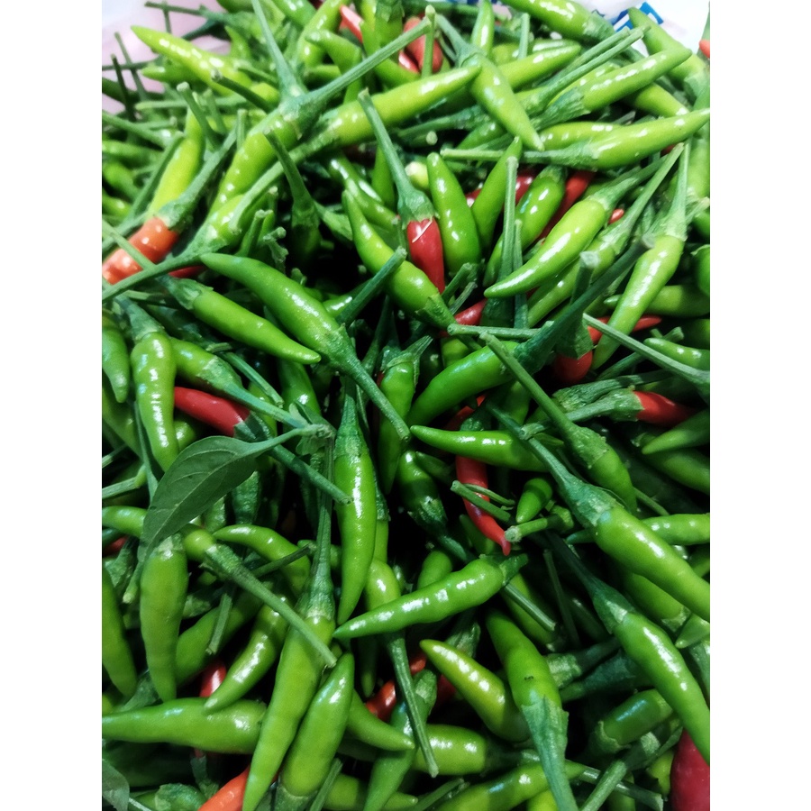 Cili Bara Segar -Cili Padi- Cili Api - Fresh Dari Ladang | Shopee Malaysia