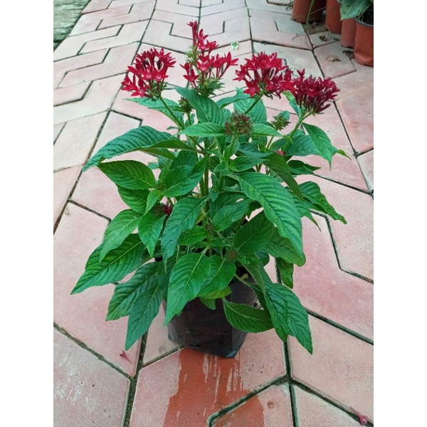 pentas warna merah # outdoor plant # | Shopee Malaysia