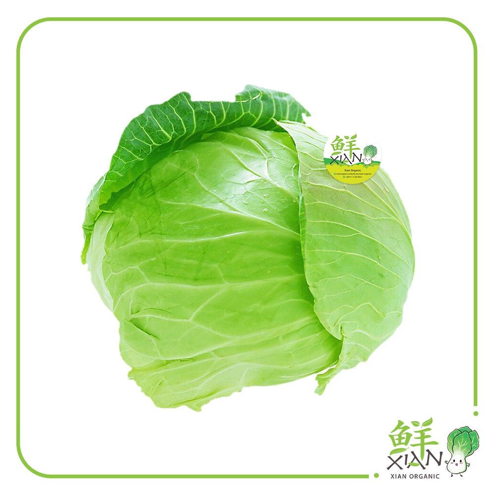 Organic Cabbage (850g-1kg) | Shopee Malaysia