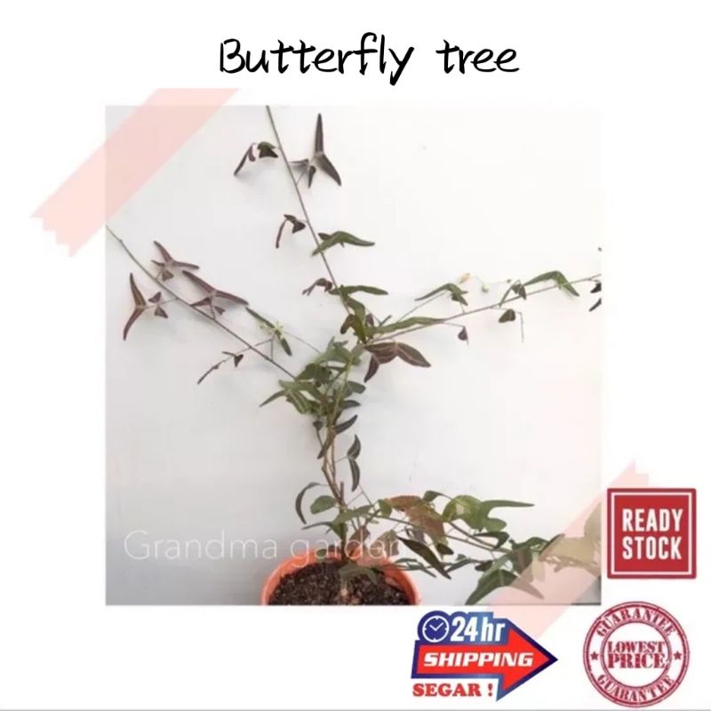 (GG real plant) butterfly tree ^ pokok hidup Rama-Rama christia ...