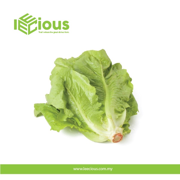 fresh lettuce - Prices and Promotions - Jun 2026 | Shopee Malaysia