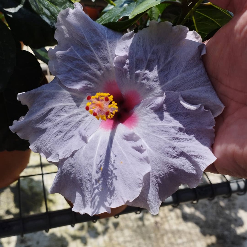 Anak Pokok Bunga Raya/Hibiscus Rosa Sinensis Cato Atau Blue Violet ...