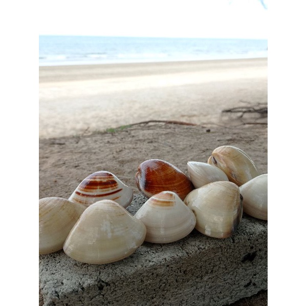 Cengkerang Kepah laut hiasan Kulit siput Seashell Natural Sea Clam ...