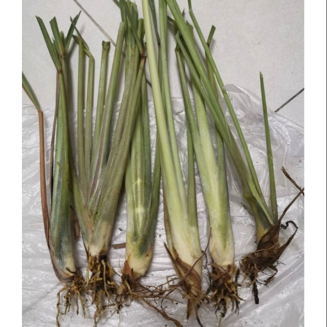Pokok Serai / Lemon Grass With Roots | Shopee Malaysia