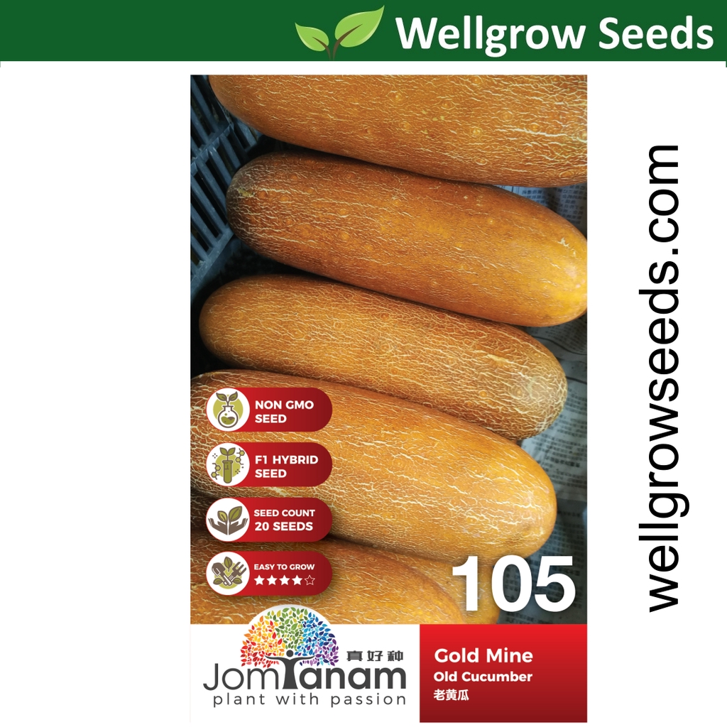 Cucumber Old Gold Mine (20 seeds) 老黄瓜 Jom Tanam by Crop Power JT105 ...