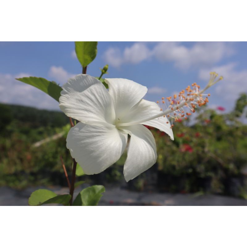 MKT - Anak Pokok Bunga Raya Putih Kampung (White hibiscus) / pokok ...