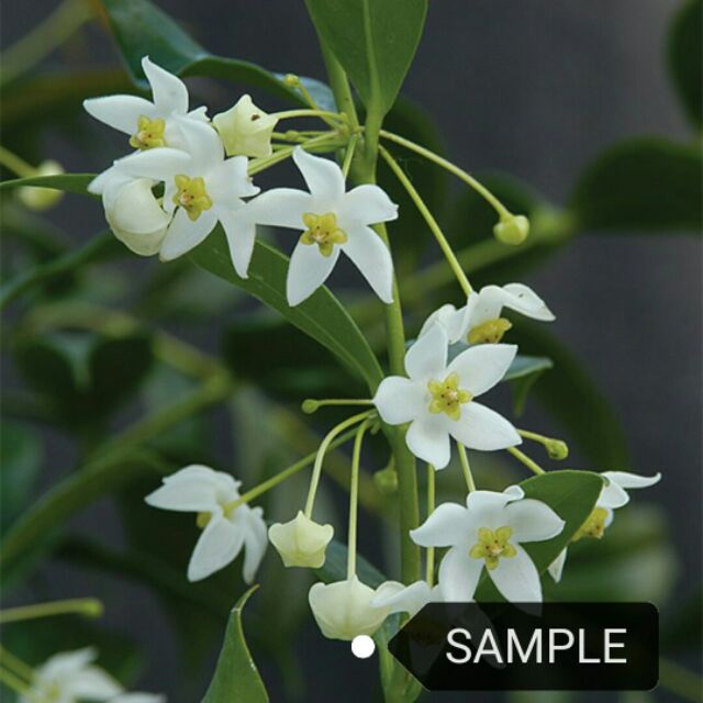 Hoya Odorata /Cembra (real plant) | Shopee Malaysia