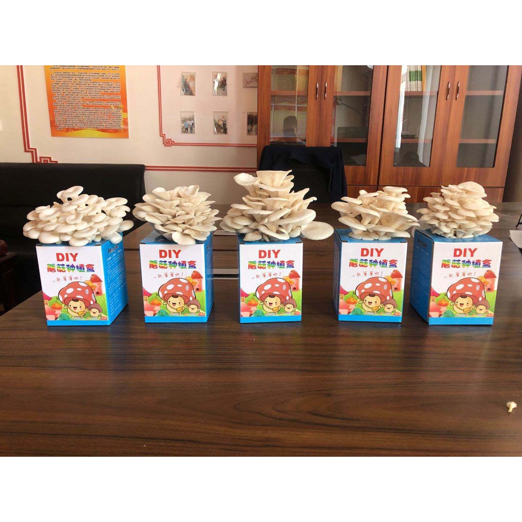 DIY Mushroom Box Planting Pack (Edible Fungus) | Shopee Malaysia