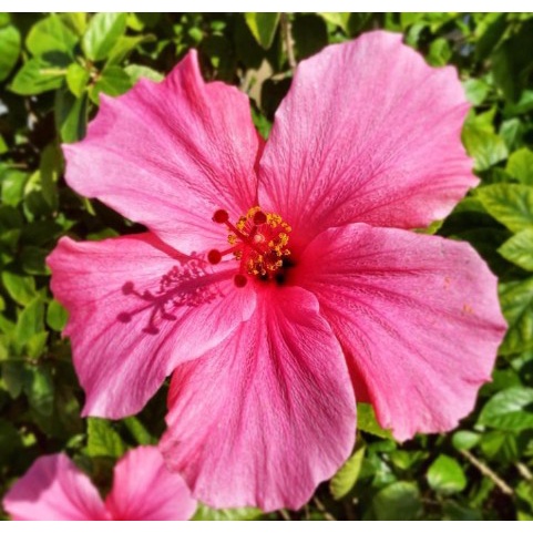 Bunga raya pink hibiscus | Shopee Malaysia