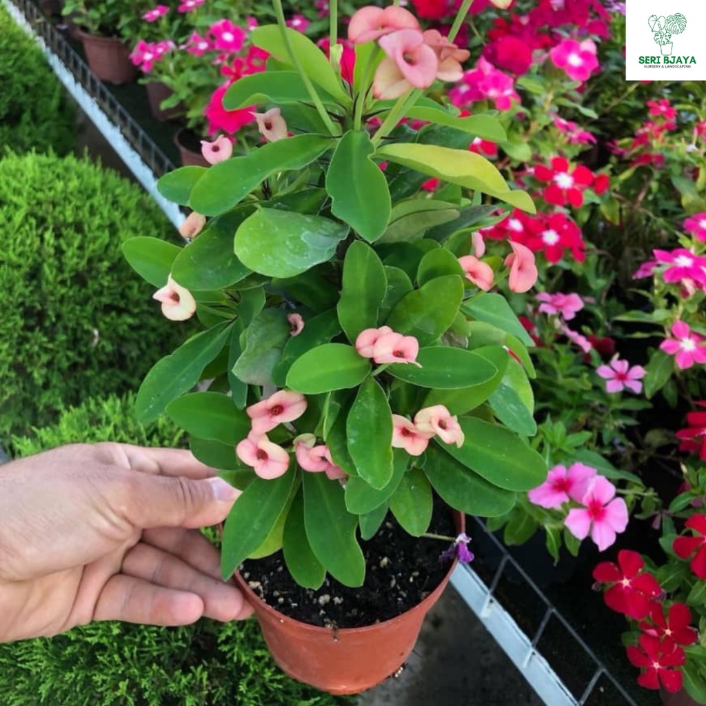Euphorbia Milii Crown Of Thorns Bunga Raja Bunga Mahkota 麒麟花 铁海棠 虎刺梅 ...