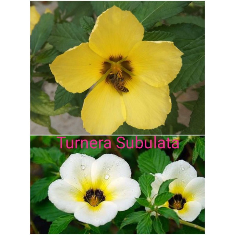 Turnera Subulata ( Bunga Pukul 8) | Shopee Malaysia
